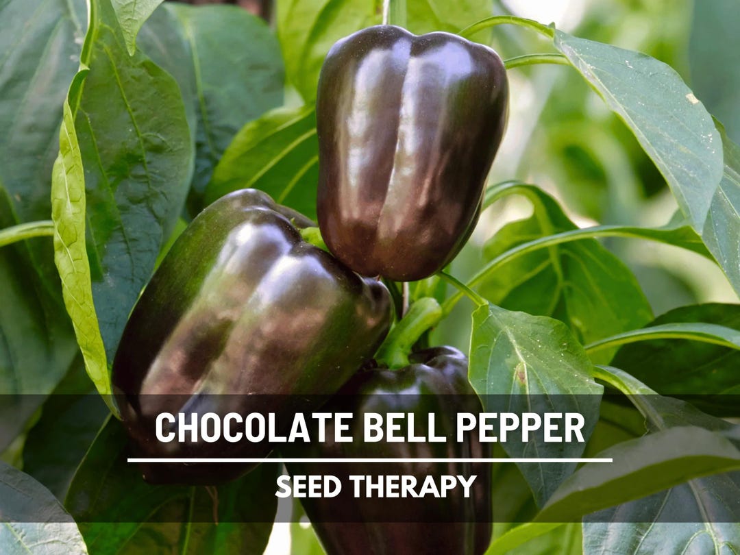 Chocolate Beauty Pepper Seeds – Heirloom Sweet Bell, Chocolate Brown ...