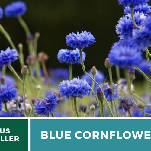 Tall Blue Cornflower Seeds | Etsy