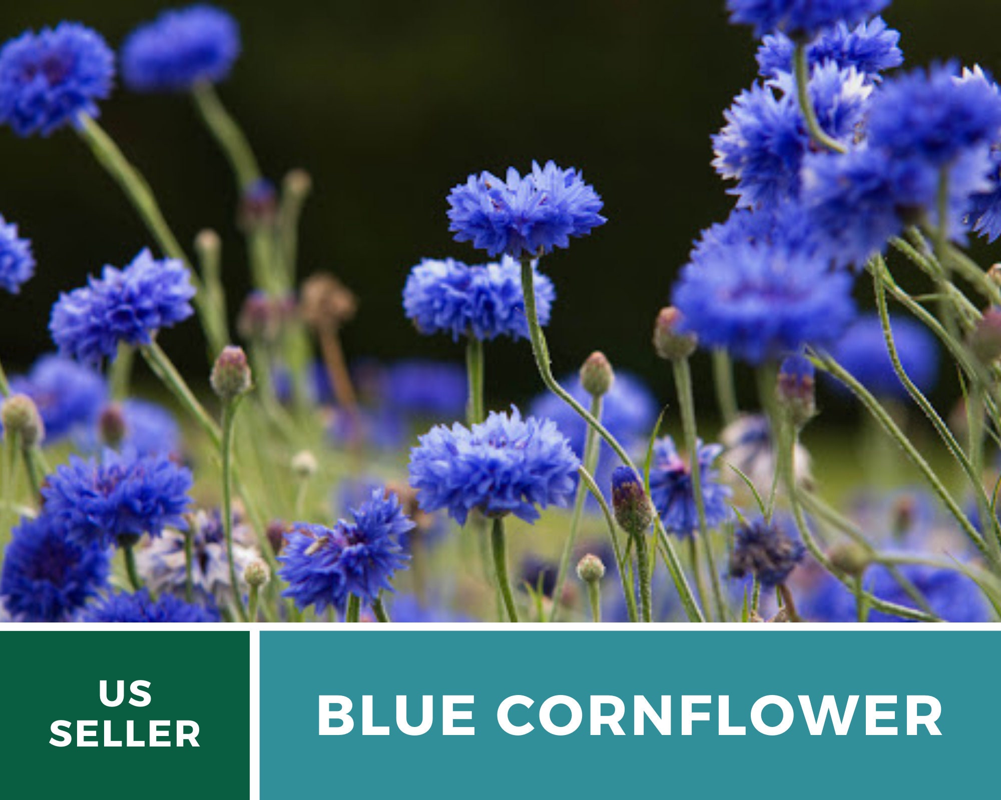 Cornflower Tall Blue Bachelor's Button 100 Seeds - Etsy.de