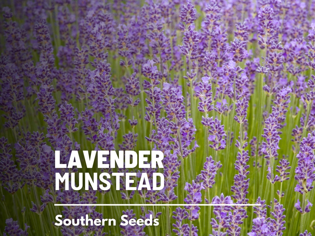 Lavender, Munstead - 50 Seeds - Heirloom Flower - Culinary & Medicinal ...