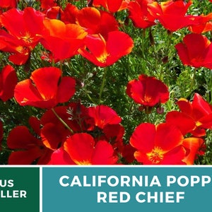 Poppy, California Red Chief - 200 Seeds - Heirloom Flower - Bold and ...