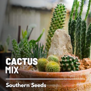 Cactus Mix - 30 Seeds - Heirloom Cacti Succulents - Drought-tolerant ...