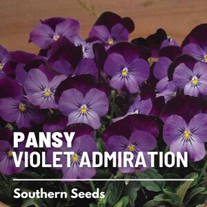 Violet Admiration Viola Seeds – Heirloom Horned Viola, Deep Purple ...