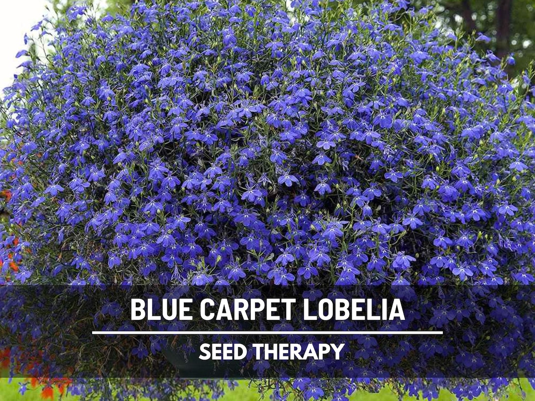 Blue Carpet Lobelia Seeds – Heirloom, Groundcover & Hanging Basket ...