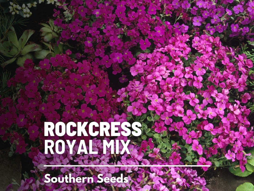 Rockcress, Royal Mix - 100 Seeds - Spreading and Ground Cover ...
