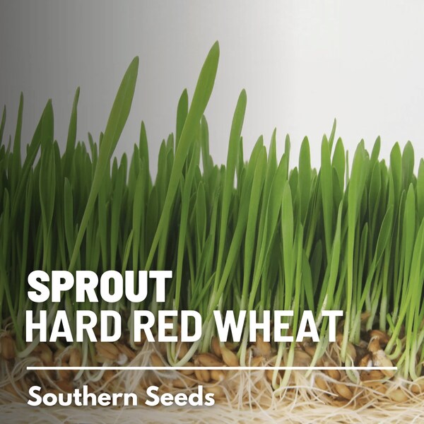 Heirloom Hard Red Wheat Seeds - Etsy