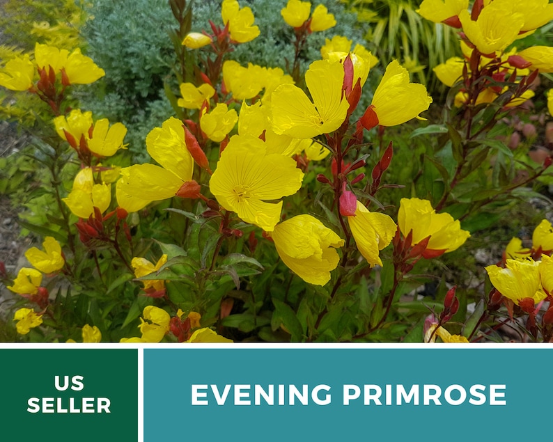 Common Evening Primrose Seeds – Heirloom Flower, Medicinal Herb, Easy ...
