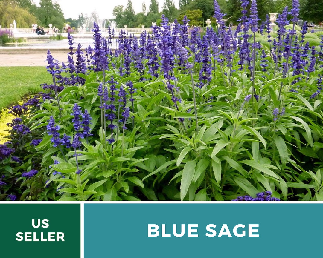 Sage Blue mealy Sage Seeds Heirloom Herb salvia - Etsy