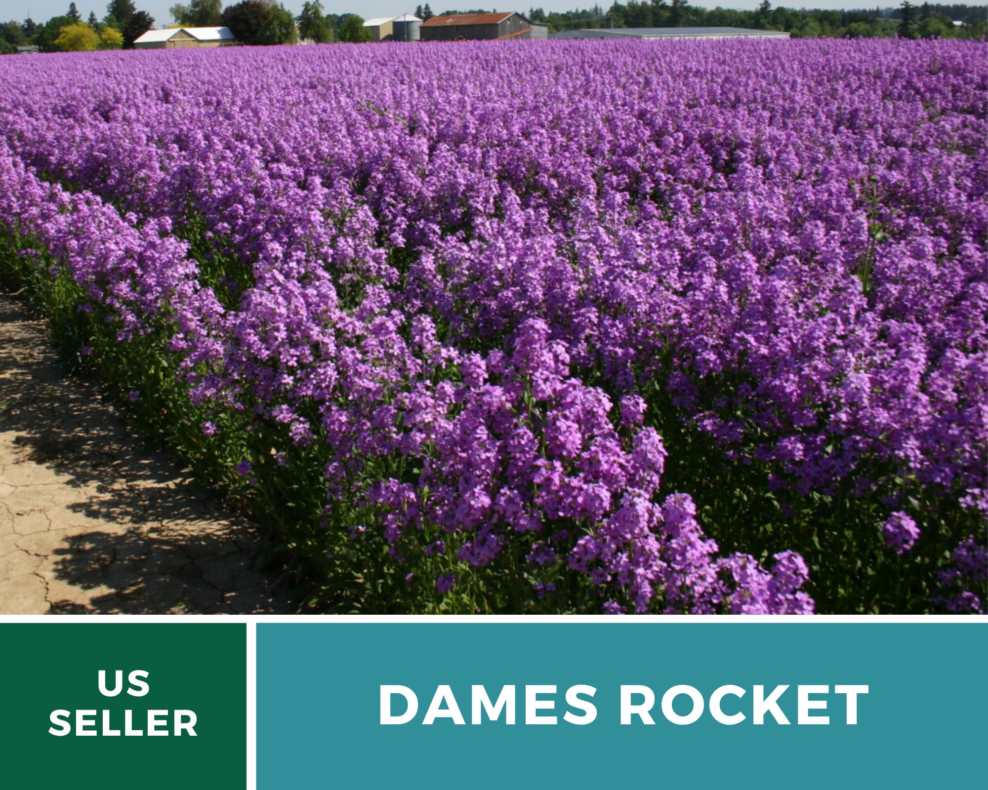Dames Rocket Seeds – Heirloom Flower, Edible & Fragrant, Colorful ...