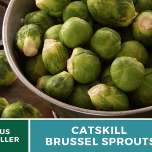 Catskill Brussels Sprouts Seeds – Heirloom Vegetable, Open‑pollinated ...