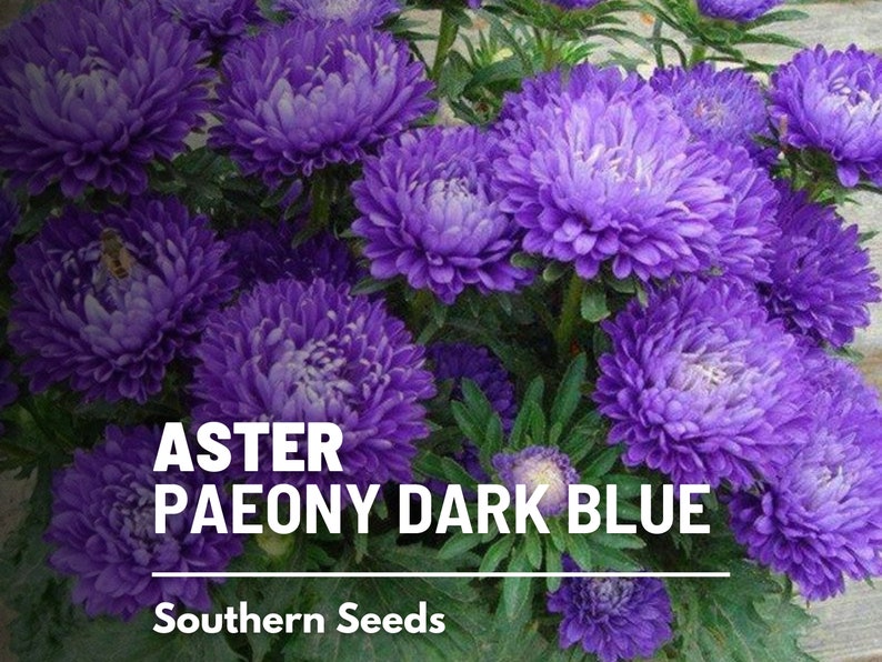 Duchess Dark Blue Aster Seeds – Heirloom, Peony-like Double Blooms ...