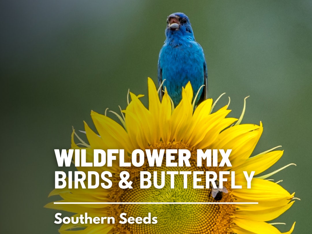 Wildflower Mix, Birds & Butterfly 1,000 Seeds Attract Birds and ...