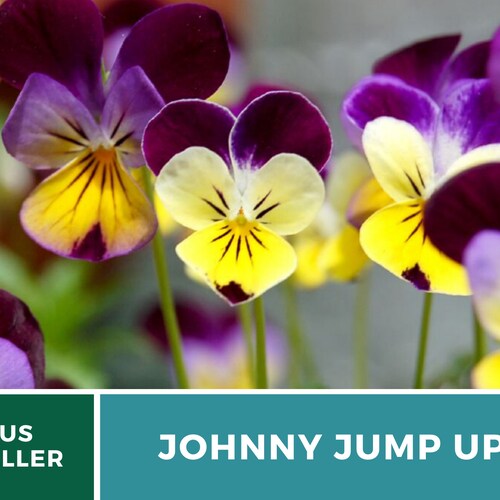 Johnny-jump-up Flower viola Tricolor Seeds - Etsy
