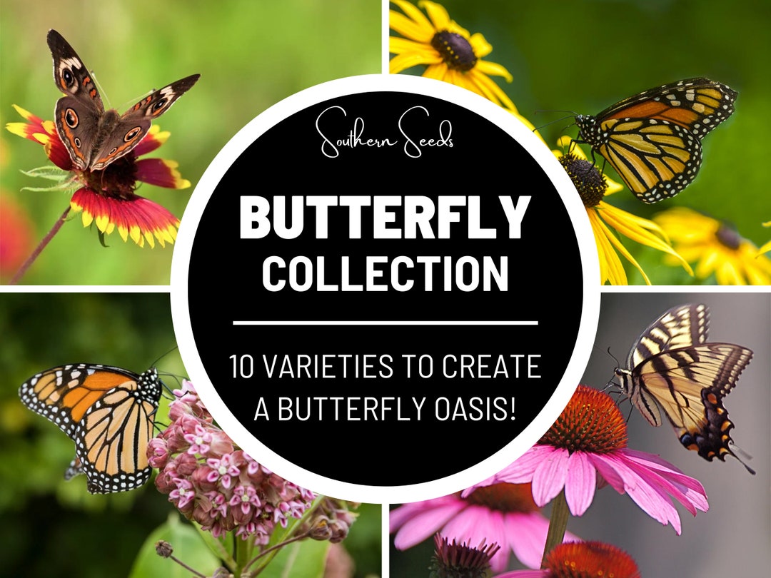 Butterfly Garden Seed Collection - 10 Varieties: Create a Colorful ...