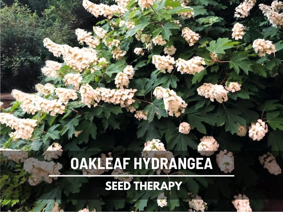 Oakleaf Hydrangea Seeds – Heirloom, Stunning White to Pink Blooms ...