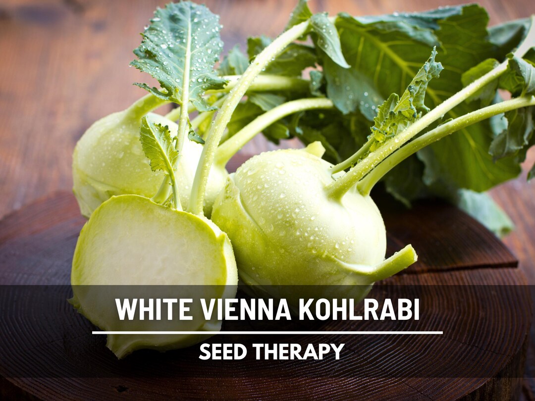 Early White Vienna Kohlrabi Seeds – Heirloom Vegetable, Open Pollinated ...