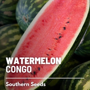 Watermelon, Congo 25 Seeds Heirloom Fruit, AAS Winner, Sweetest ...