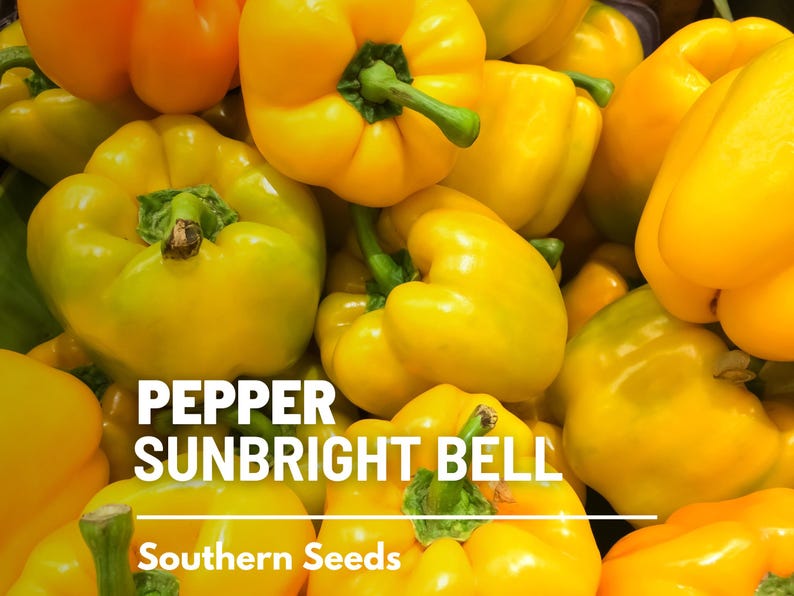 Sunbright Bell Pepper Seeds – Heirloom Yellow Sweet Pepper, Open ...