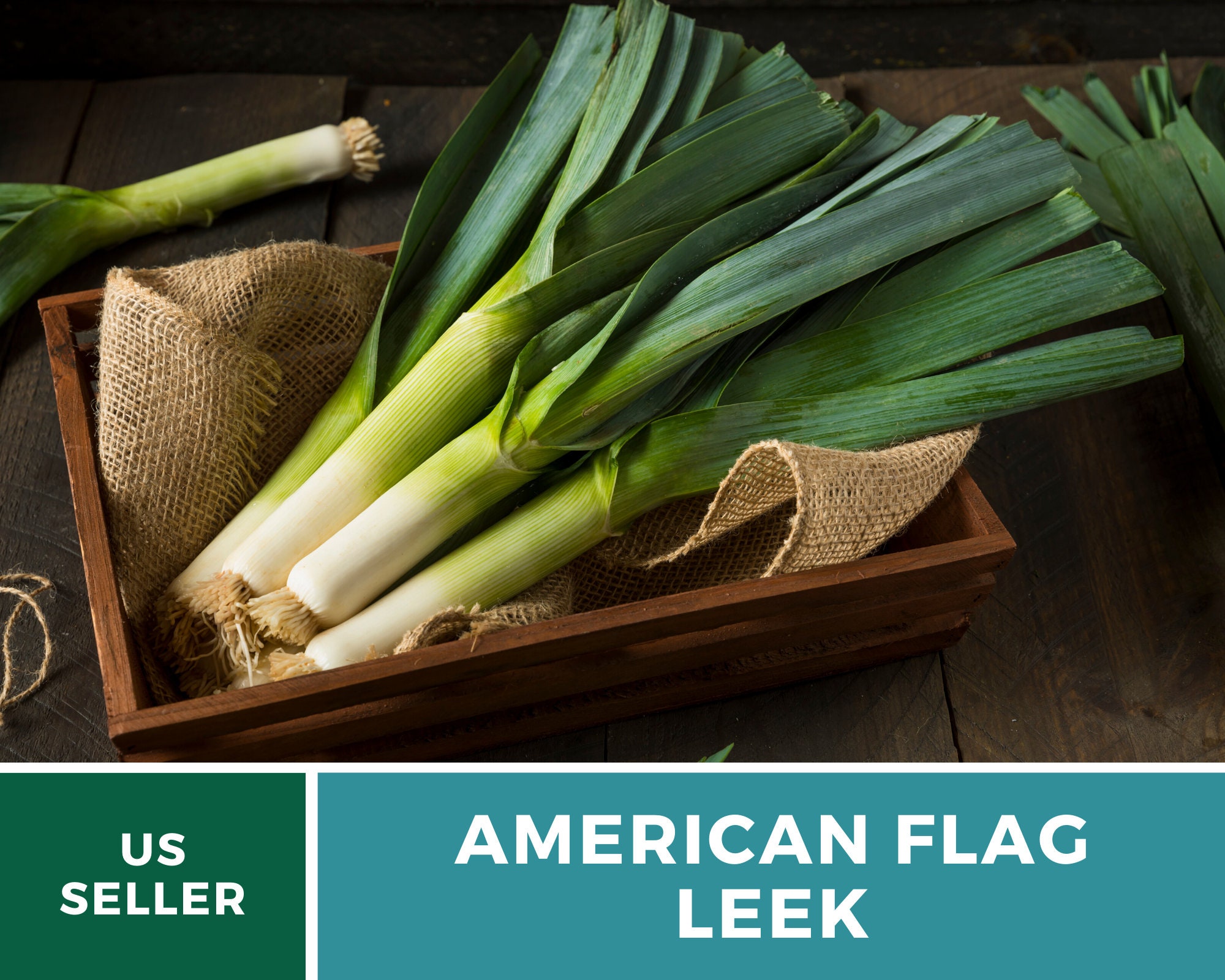 Leek American Flag 50 Seeds Heirloom Open Pollinated | Etsy
