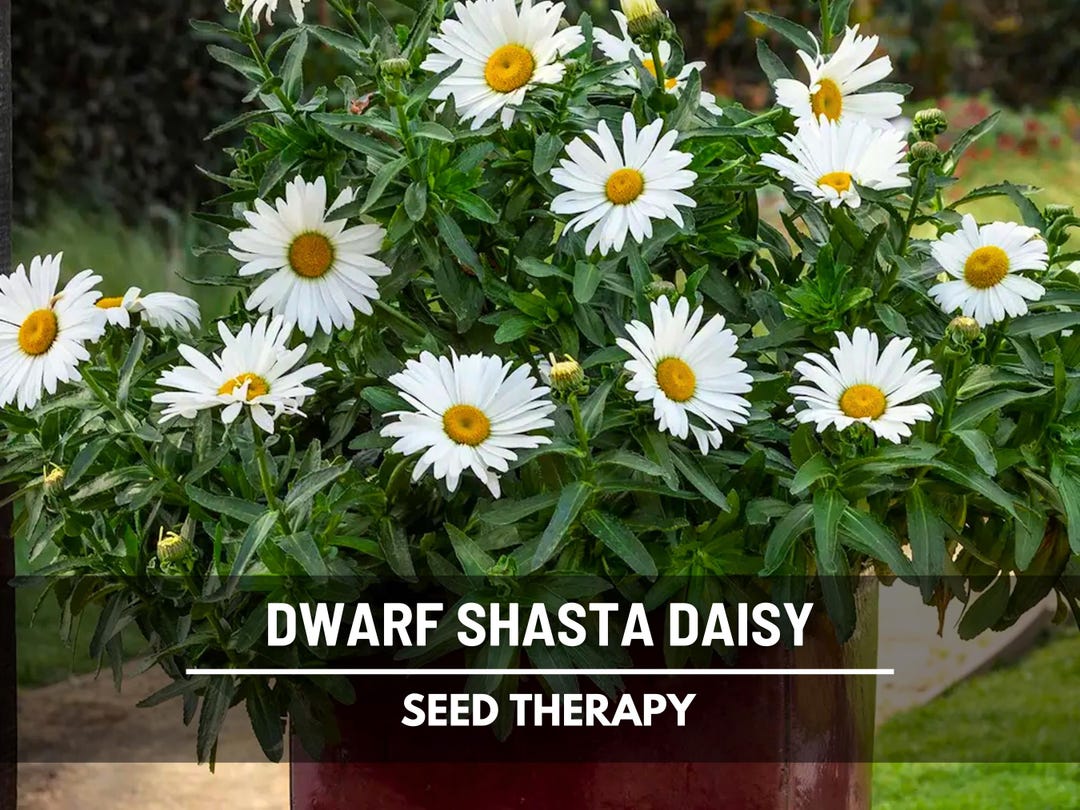 Dwarf Shasta Daisy Seeds – Heirloom Flower, Compact White Blooms & Easy ...