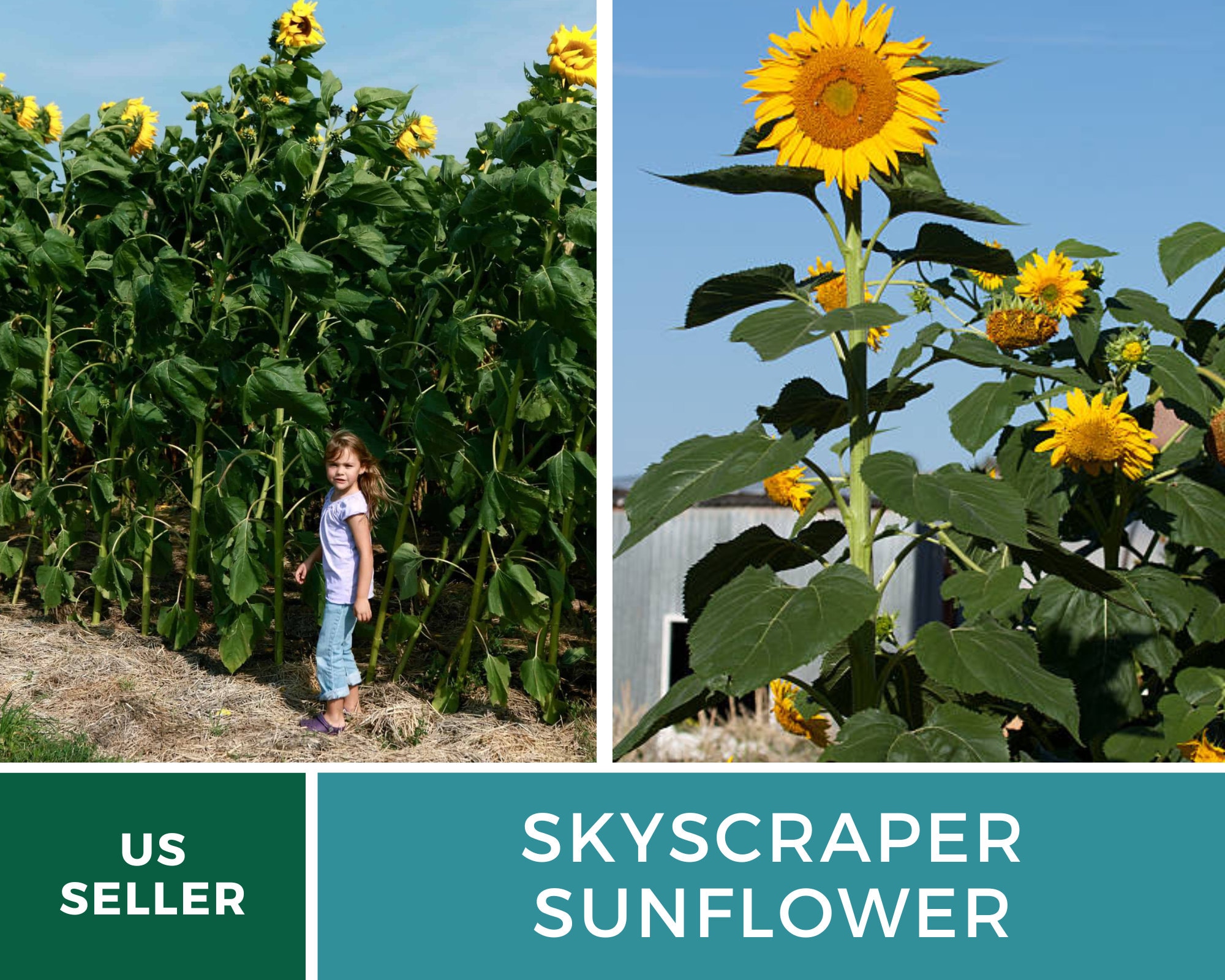 Sunflower Skyscraper Heirloom Seeds Enormous Sunflowers - Etsy