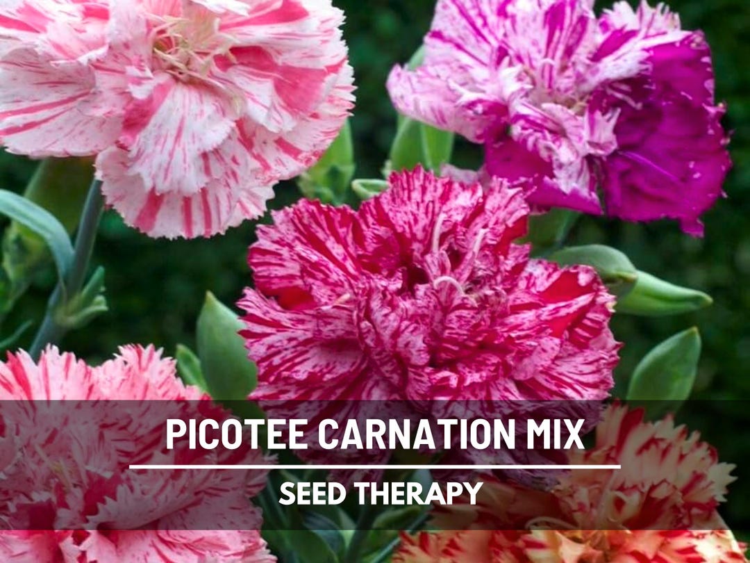 Carnation Chabaud Picotee Mix Seeds – Heirloom Flower With Fringed ...