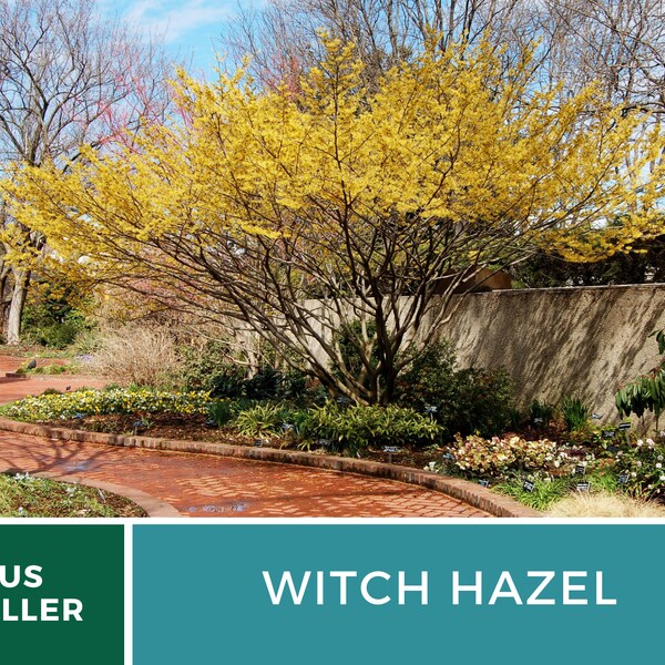 Hazel - Etsy