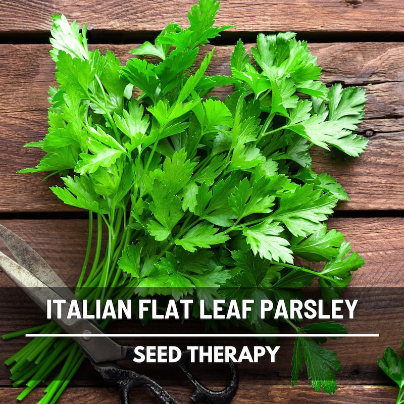 Parsley - Etsy