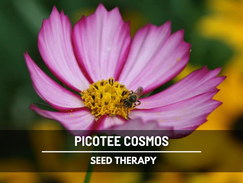 Picotee Cosmos Seeds – Heirloom Pink-edged Flowers (100 Seeds) - Etsy