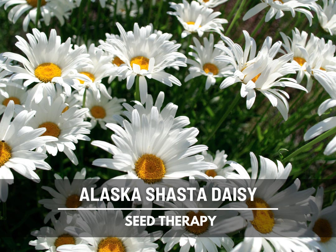 Alaska Shasta Daisy Seeds – Heirloom, Easy-to-grow (100 Seeds) - Etsy