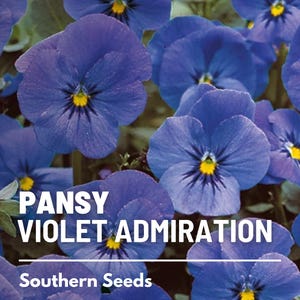 Violet Admiration Viola Seeds – Heirloom Horned Viola, Deep Purple ...