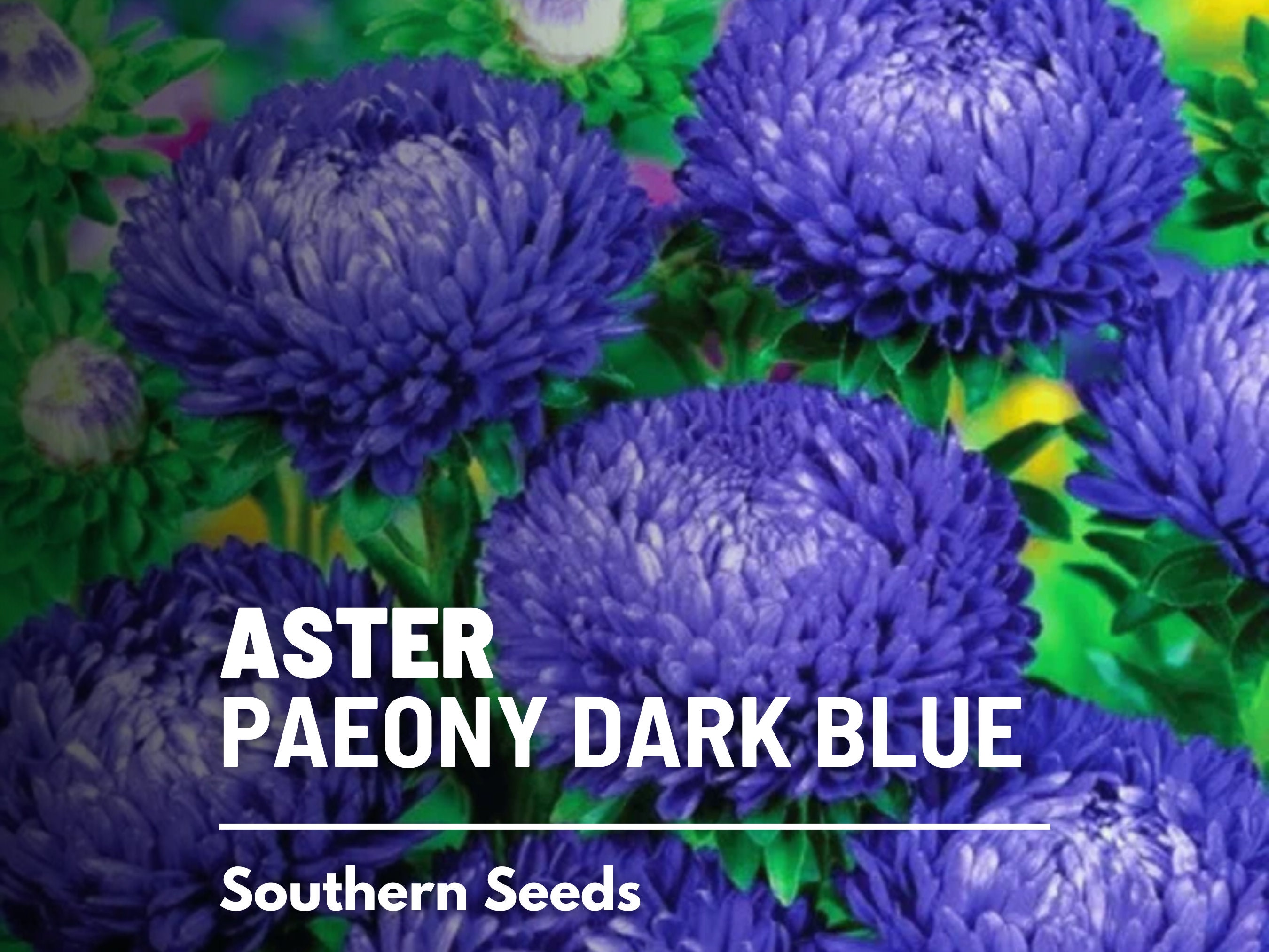 Duchess Dark Blue Aster Seeds – Heirloom, Peony-like Double Blooms ...