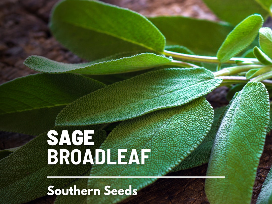 Sage, Broadleaf - 50 Seeds - Heirloom Herb, Medicinal & Culinary ...