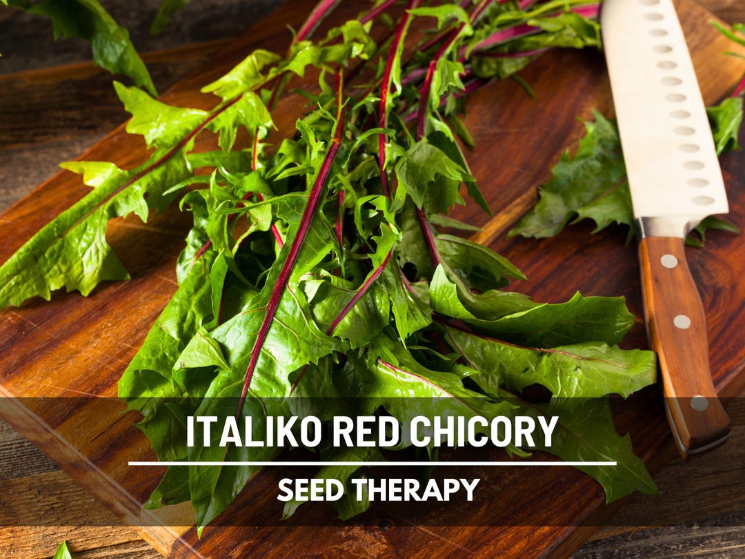 Red Italiko Chicory (dandelion) – Heirloom Culinary and Medicinal Herb ...