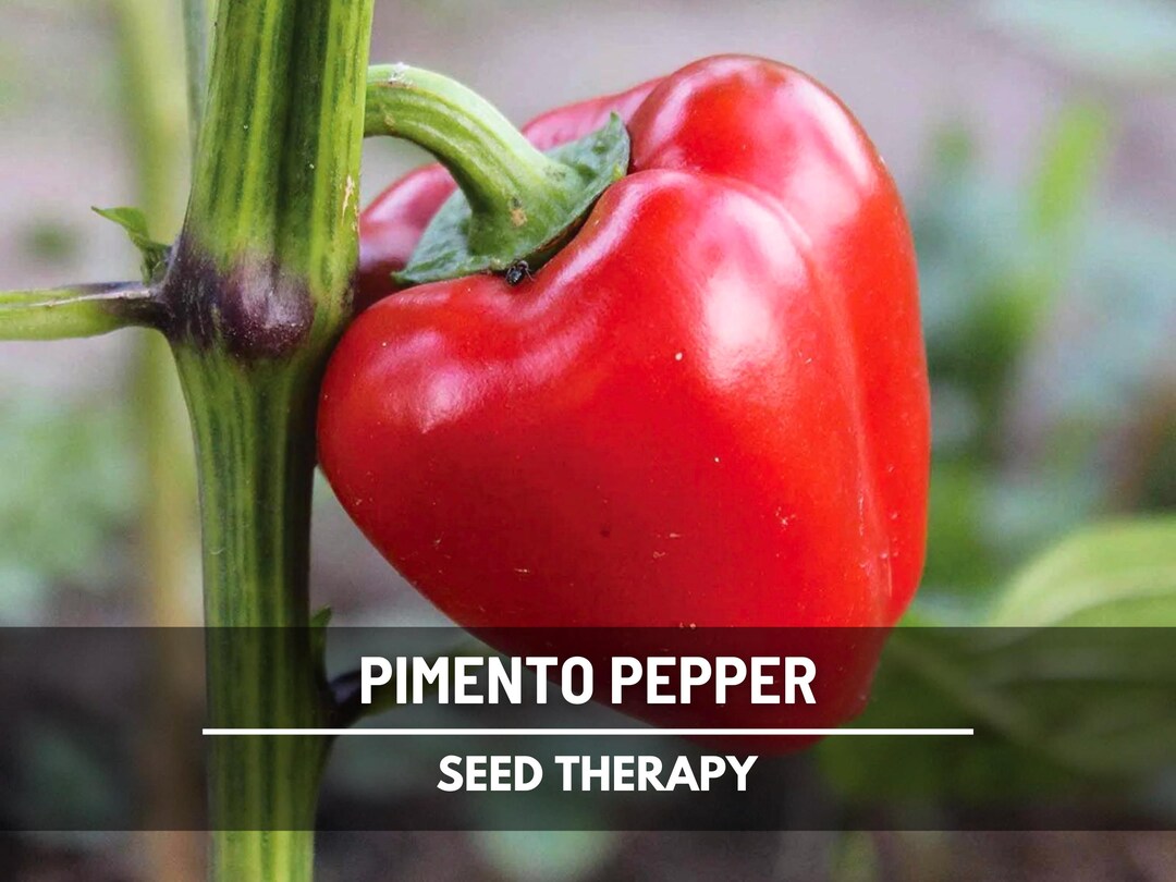 Pimento Sweet Pepper Seeds – Heirloom Sweet Pepper, Red Pimiento ...