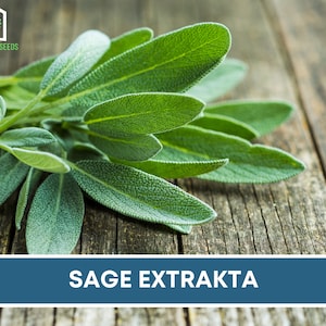 Extrakta Sage Seeds – Heirloom Herb, Highest Essential Oil Content ...