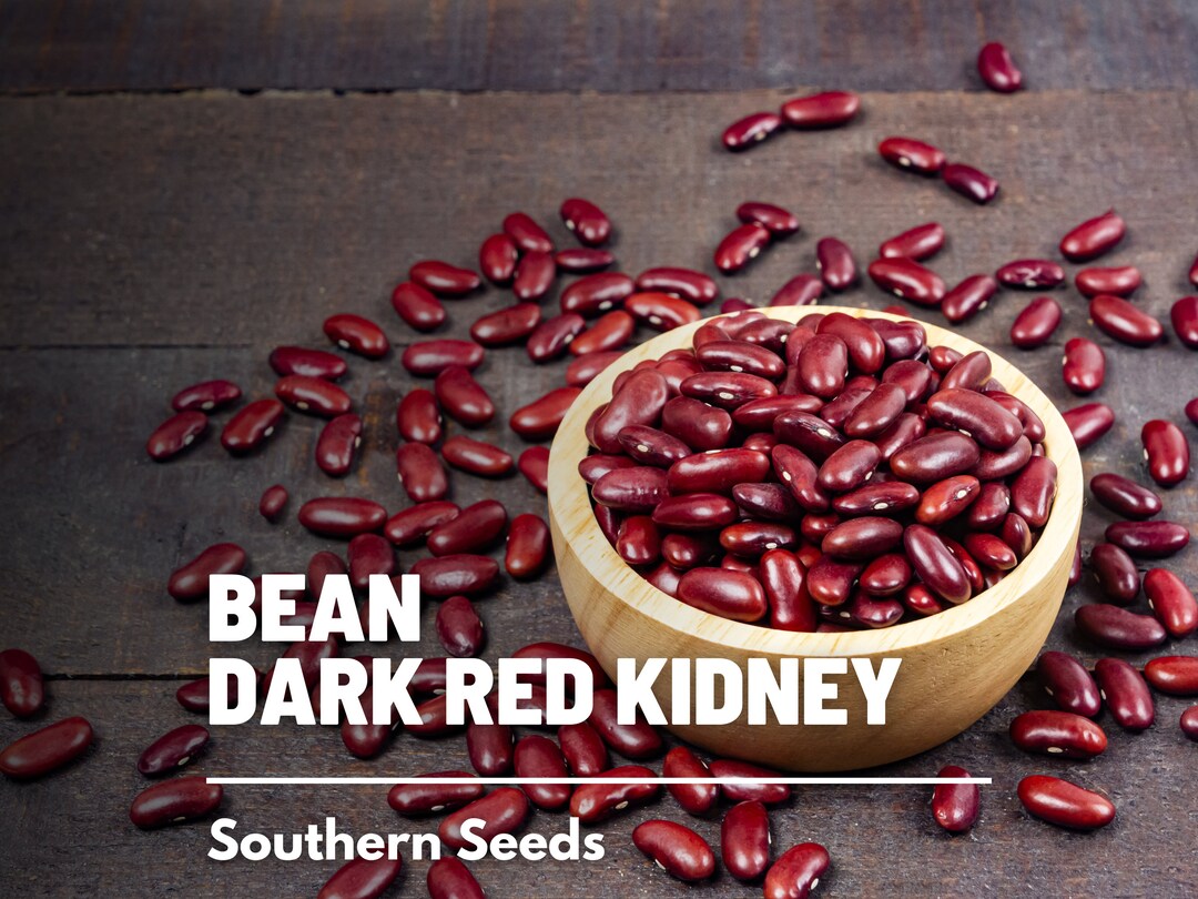 Bean, Kidney Dark Red - 20 Seeds - Heirloom Vegetable - Open Pollinated ...