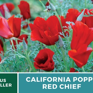 Poppy, California Red Chief - 200 Seeds - Heirloom Flower - Bold and ...