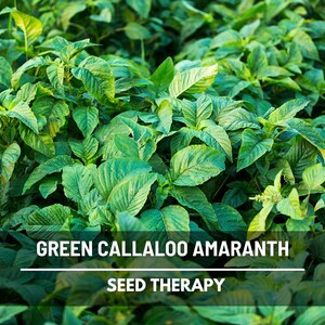 Green Callaloo Amaranth Seeds – Heirloom, Fast-growing & Nutritious ...
