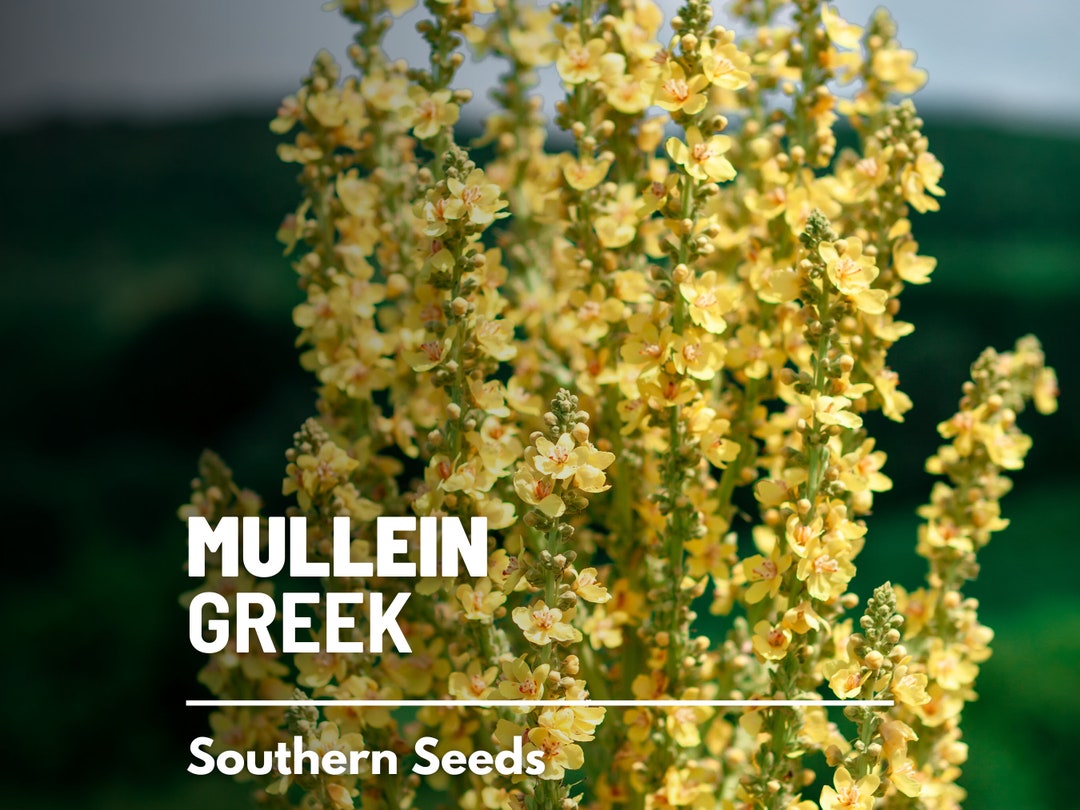 Mullein, Greek - 100 Seeds - Heirloom Herb - Impressive and Robust ...