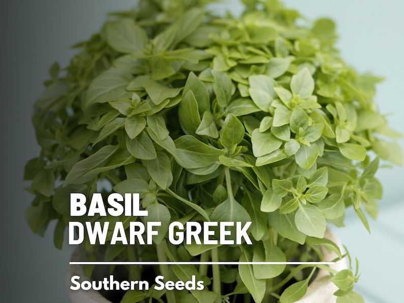Dwarf Greek Basil Seeds – Heirloom, Perfect for Containers ...