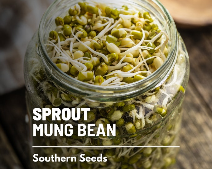 Mini Sprout Plush, Crochet Sprout, Cute Crochet Desk Friend, Cute Keychain, Cute Gifts, Crochet ...