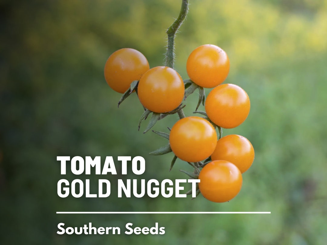 Tomato, Gold Nugget - 50 Seeds - Heirloom Vegetable, Determinate Plant ...