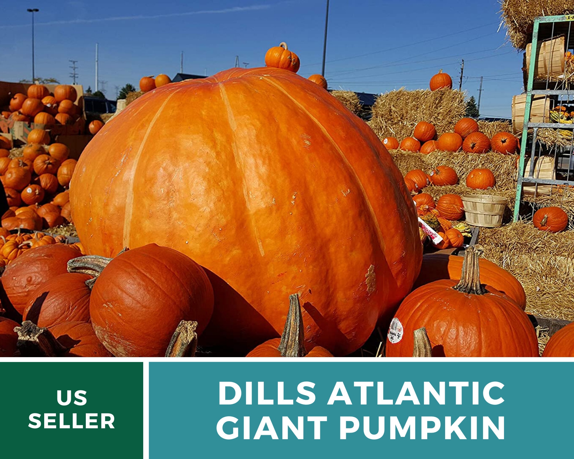 Dill’s Atlantic Giant Pumpkin Seeds – Heirloom, Open Pollinated, Non ...