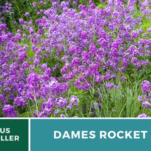 Dames Rocket Seeds – Heirloom Flower, Edible & Fragrant, Colorful ...