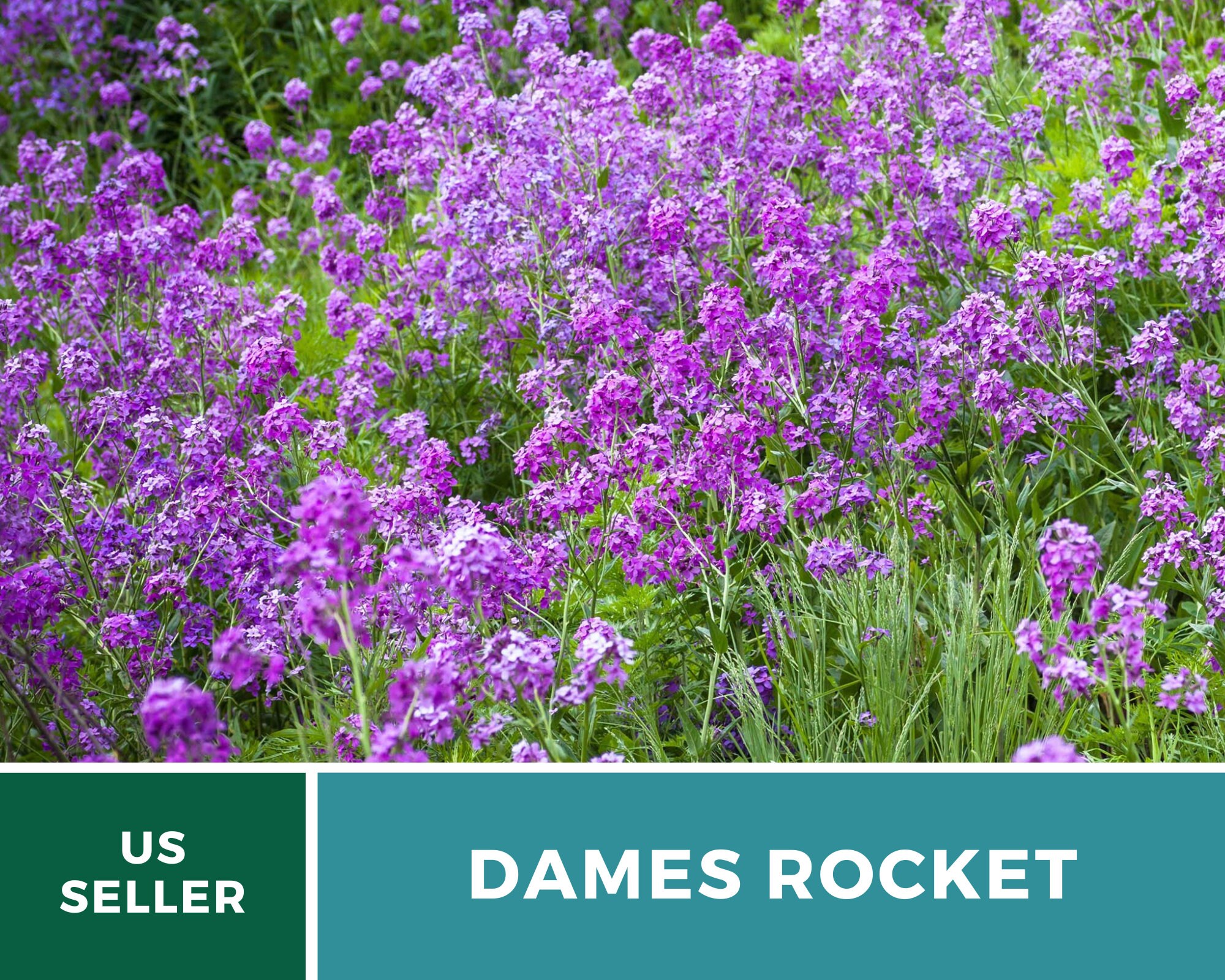 Dames Rocket Seeds – Heirloom Flower, Edible & Fragrant, Colorful ...