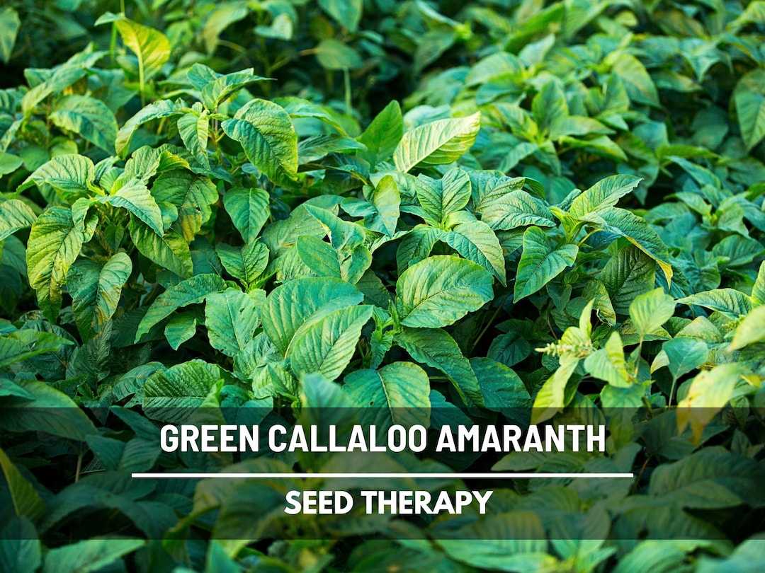 Green Callaloo Amaranth Seeds – Heirloom Greens, Fast-growing & Spinach ...