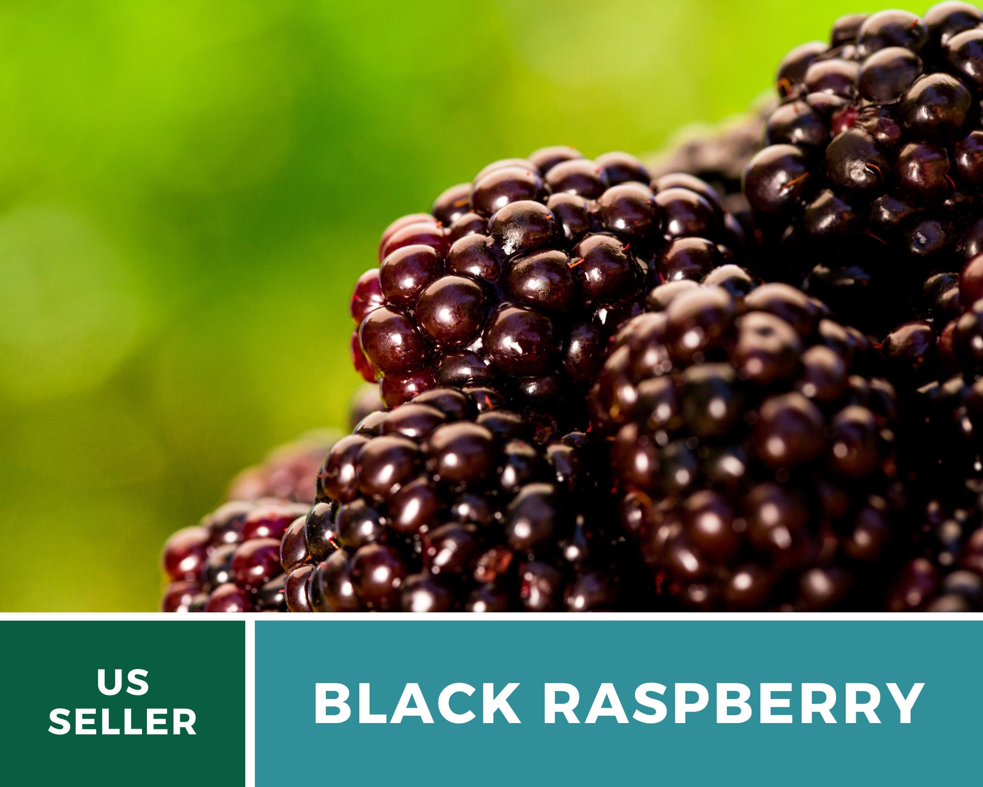 Black Raspberry Fruit