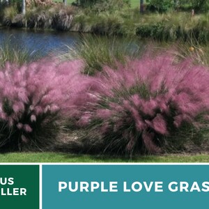 Purple Love Grass Seeds – Ornamental, Beautiful Purple Plumes, Easy to ...