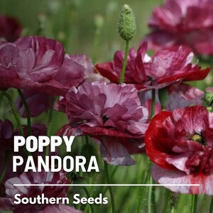 Pandora Poppy Seeds – Heirloom Flower, Corn Poppy, Striking Lilac ...